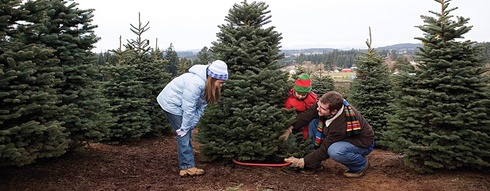 DIY Christmas: Cut Your Own Tree | Texas Heritage for Living