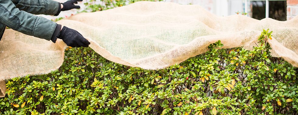 Protect Your Plants From Frost | Texas Heritage for Living¬Æ