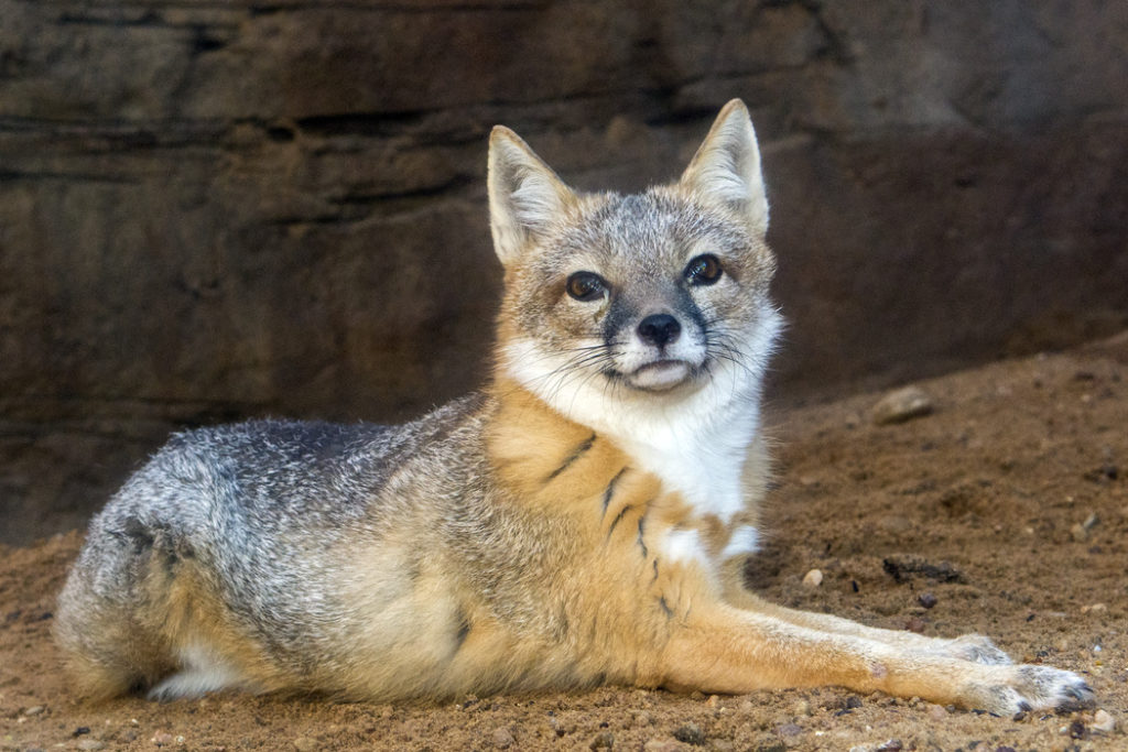 Swift Foxes in the Children's Zoo | Texas Heritage for Living