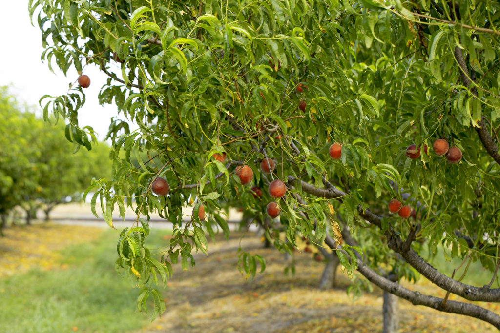 Growing Up at a Texas Peach Orchard | Texas Heritage for Living