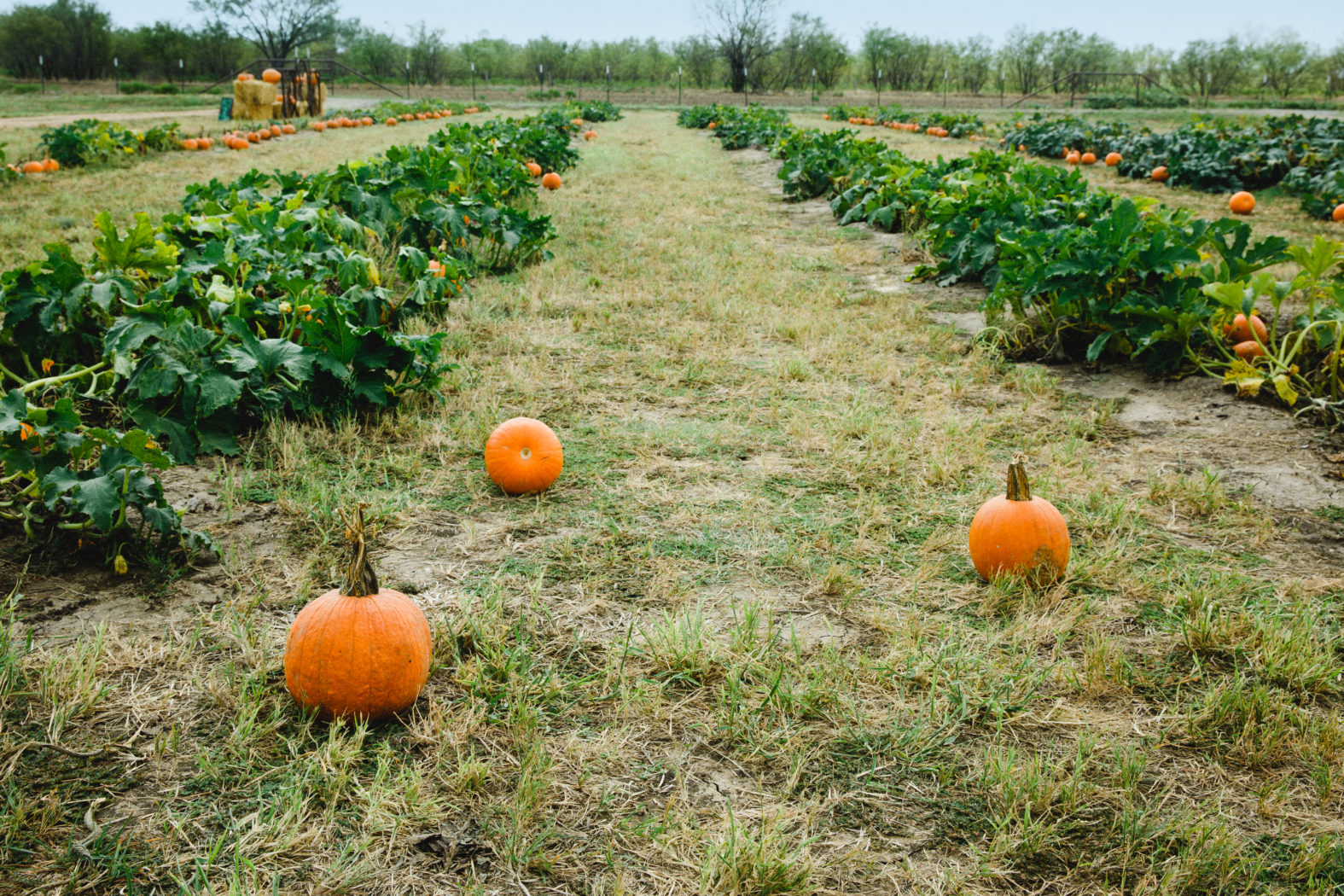 Pumpkin Farming in Texas Means Cinderella-Size Jack-O’-Lanterns | Texas ...