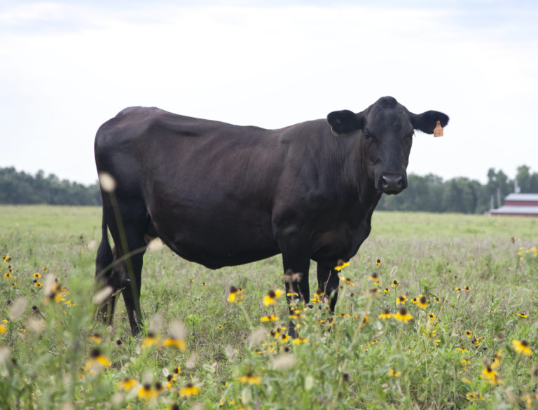 Home on the Range: How to Identify Cow Breeds in Texas | Texas Heritage ...