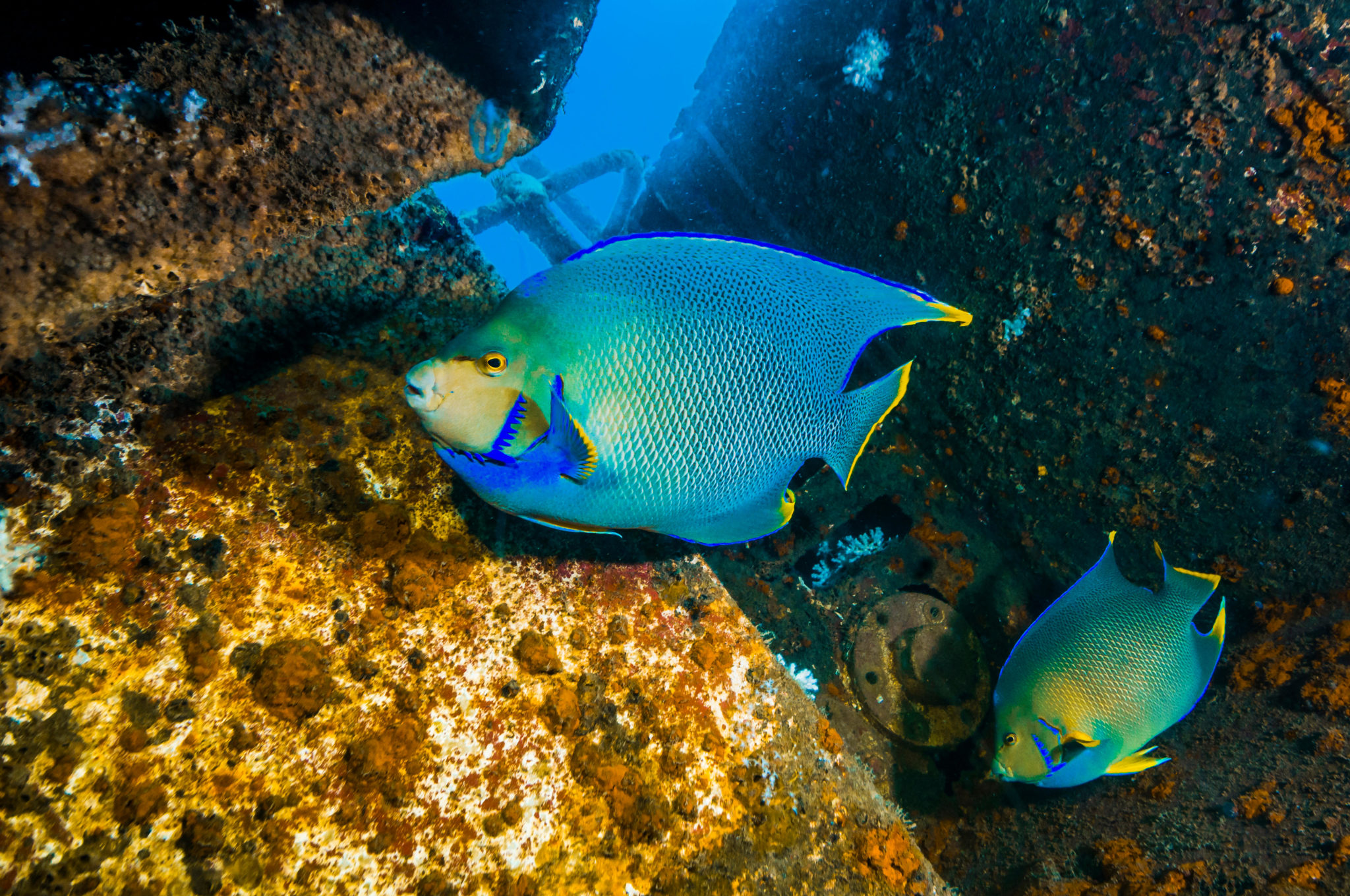 A Tour of Texas’ Unique Scuba Diving Spots | Texas Heritage for Living