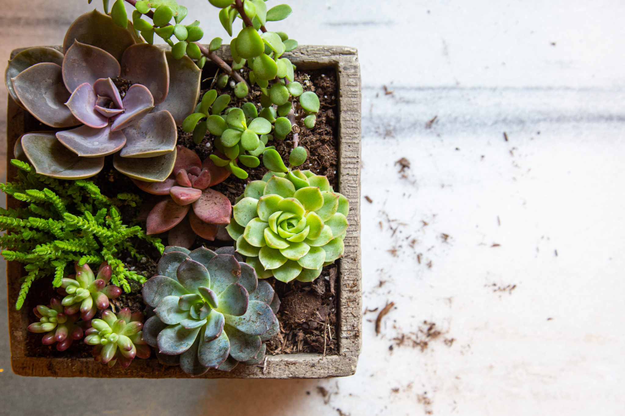 6 Ways to Protect Your Indoor Plants from Pests | Texas Heritage for Living