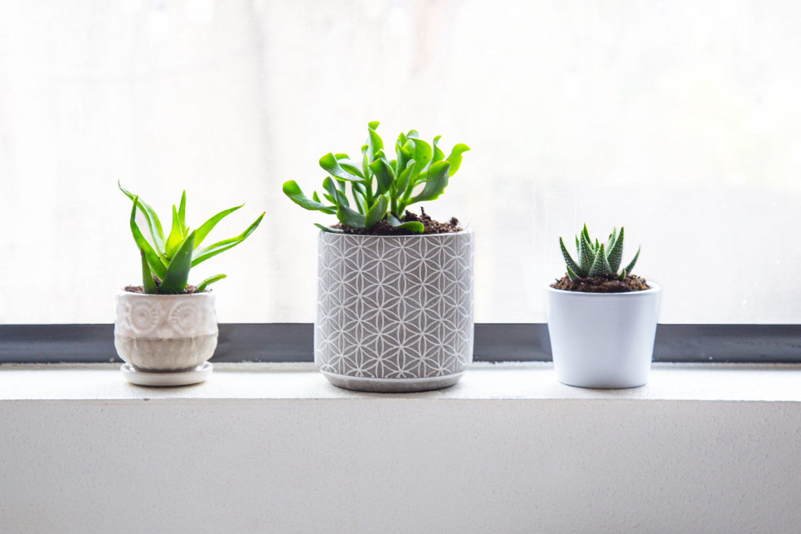 6 Ways to Protect Your Indoor Plants from Pests | Texas Heritage for Living
