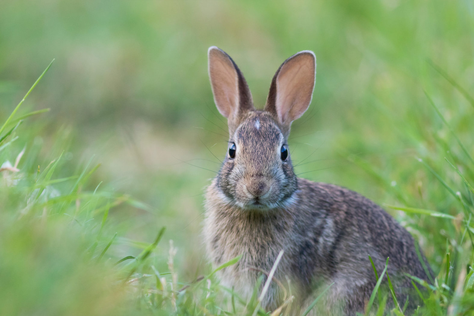 Friend or Foe: Which Critters Are Actually Dangerous to Your Home ...