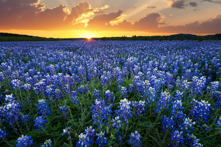 The Ultimate Guide to Texas Wildflower Identification | Texas Heritage ...