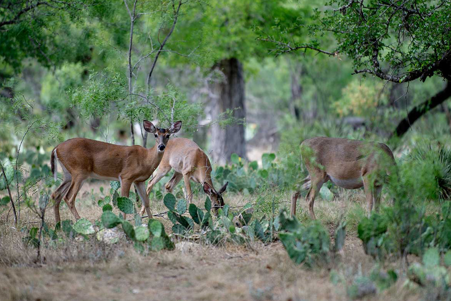 The Ultimate Texas State Park Guide: Central Texas Edition | Texas ...
