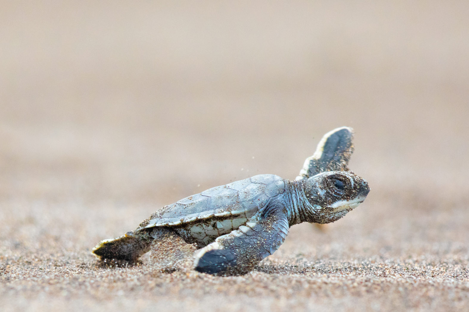 Celebrate Midsummer on June 24 | Texas Heritage for Living