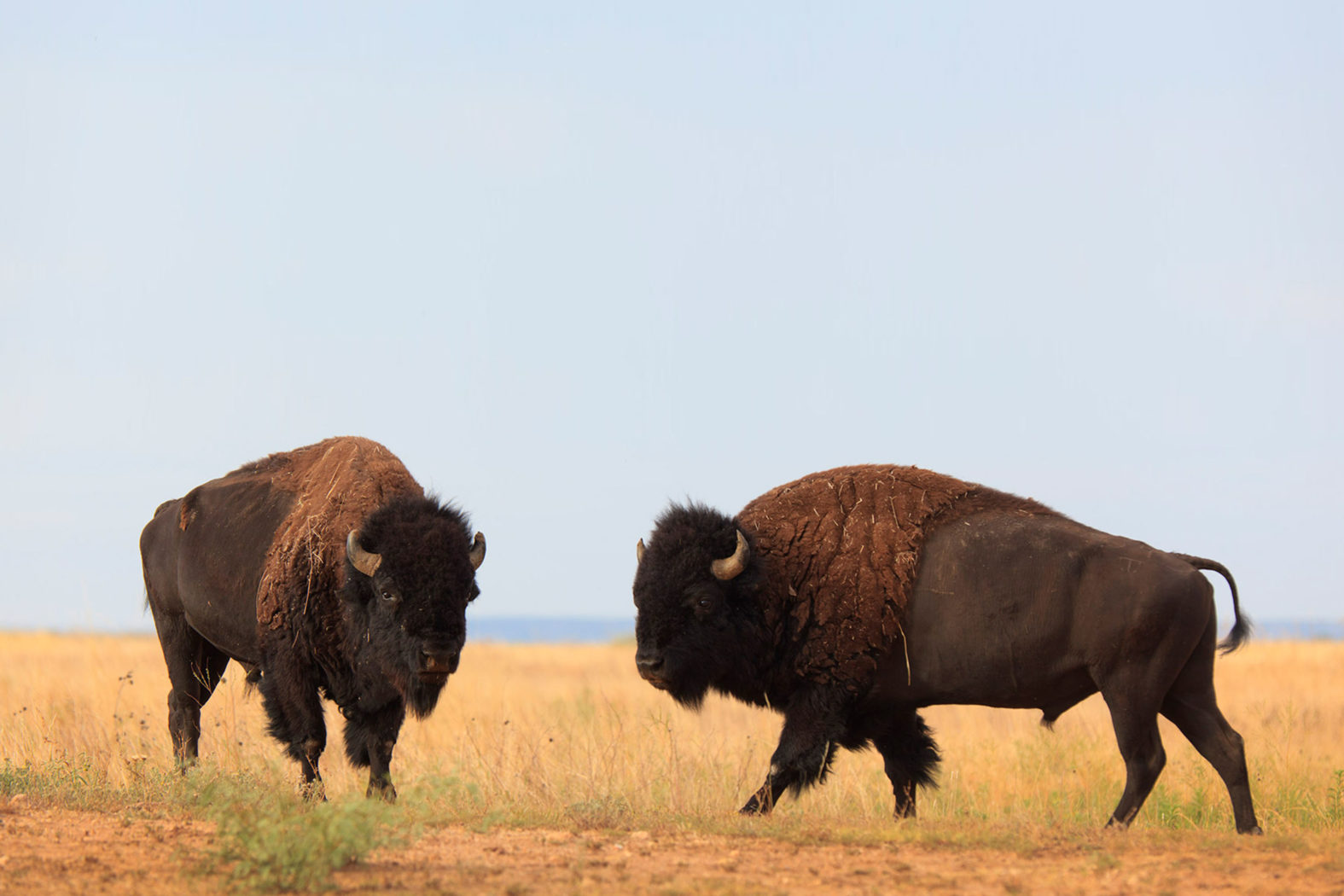Alone on the Range: The Story of the Bison at Caprock Canyon | Texas ...