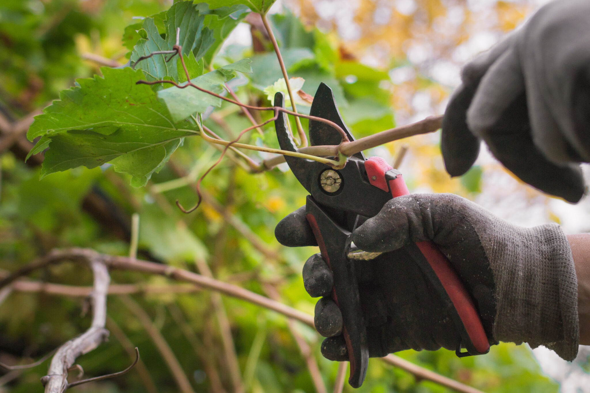 Say ‘Buh-Bye’ to Strangle Vines for Good | Texas Heritage for Living