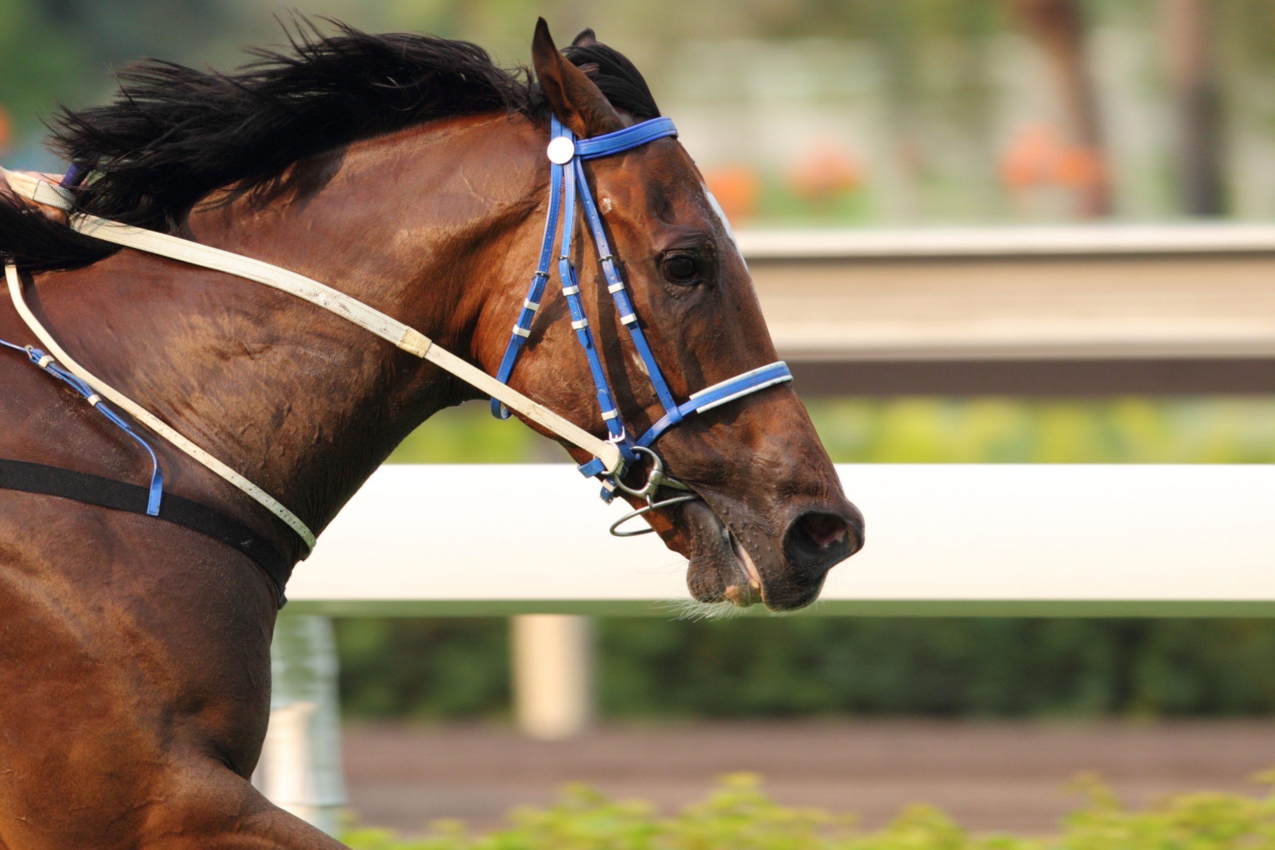 Derby Day Party at Home | Texas Heritage for Living