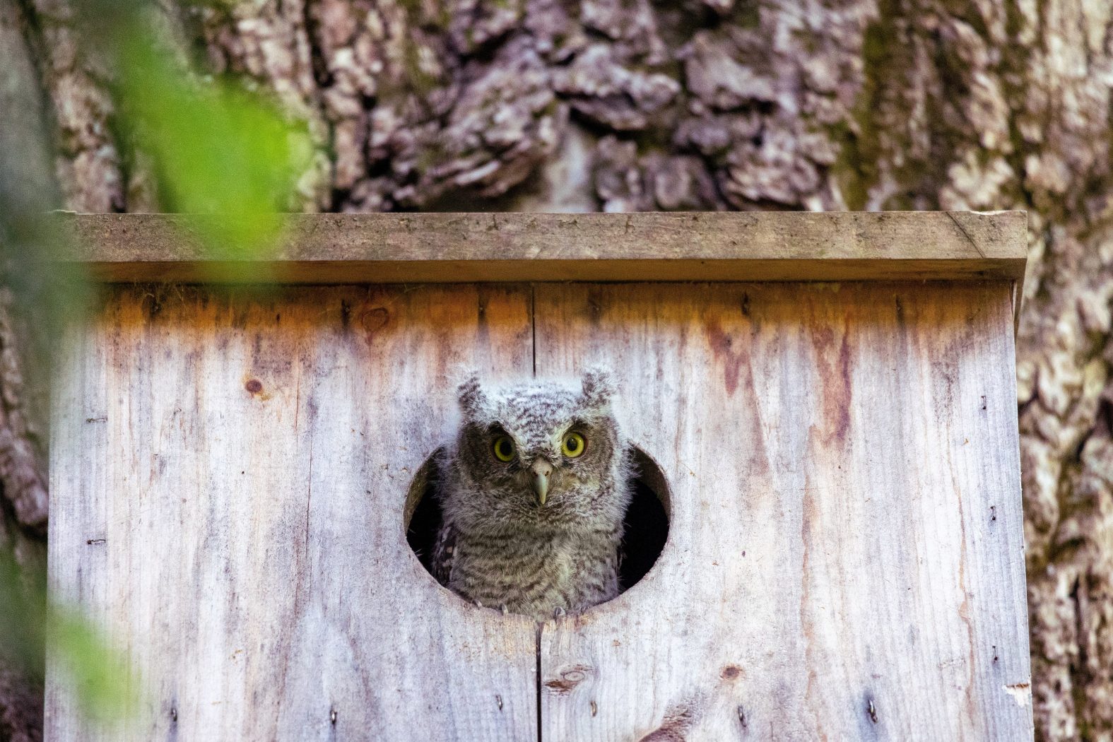 Calling All Critters: Creating Wildlife-Friendly Spaces | Texas ...