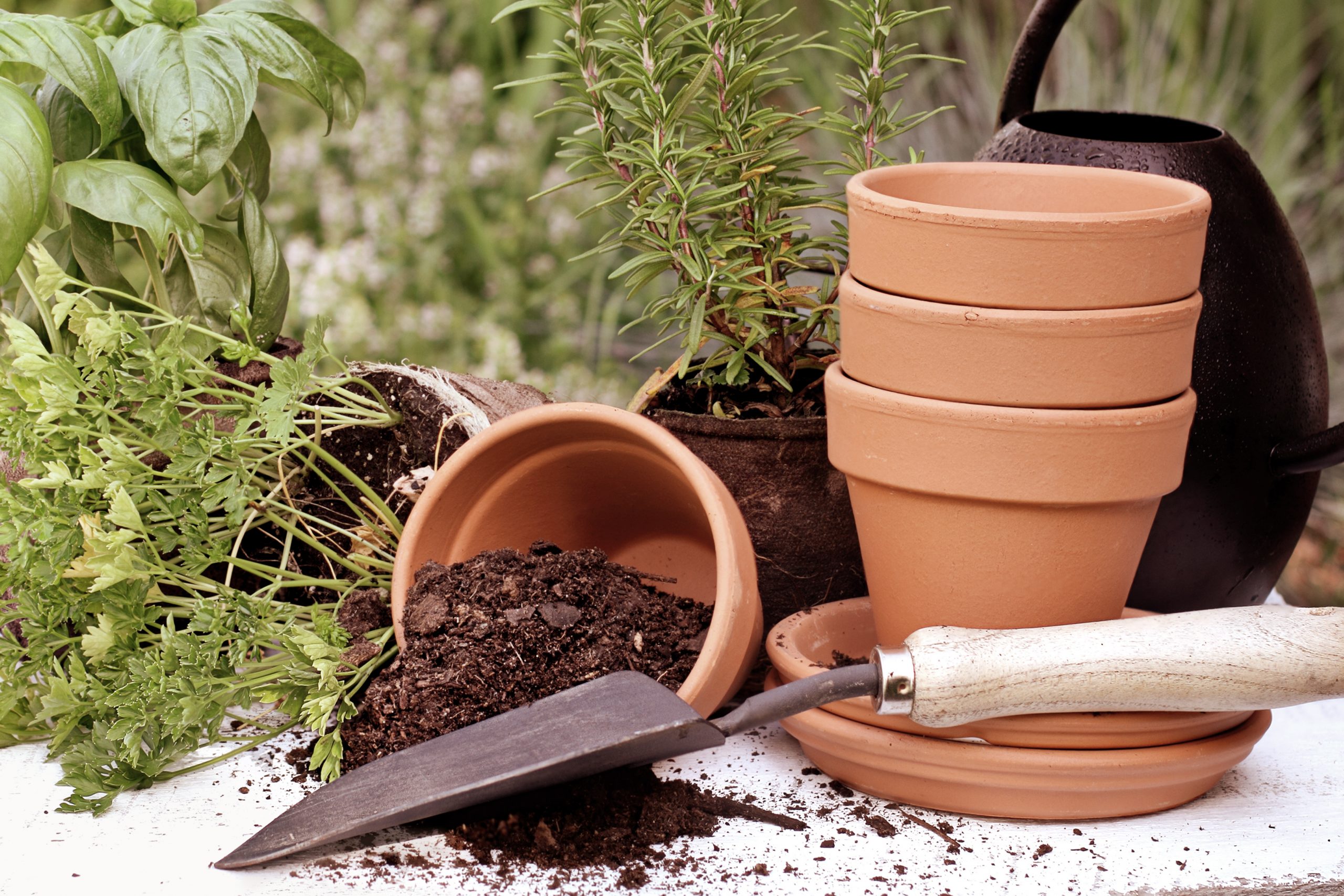 Cold-Weather Herbs to Keep In Your Kitchen | Texas Heritage for Living