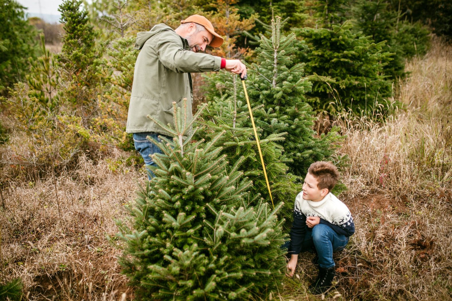 Master the Festive Quest with This Christmas Tree Guide | Texas ...