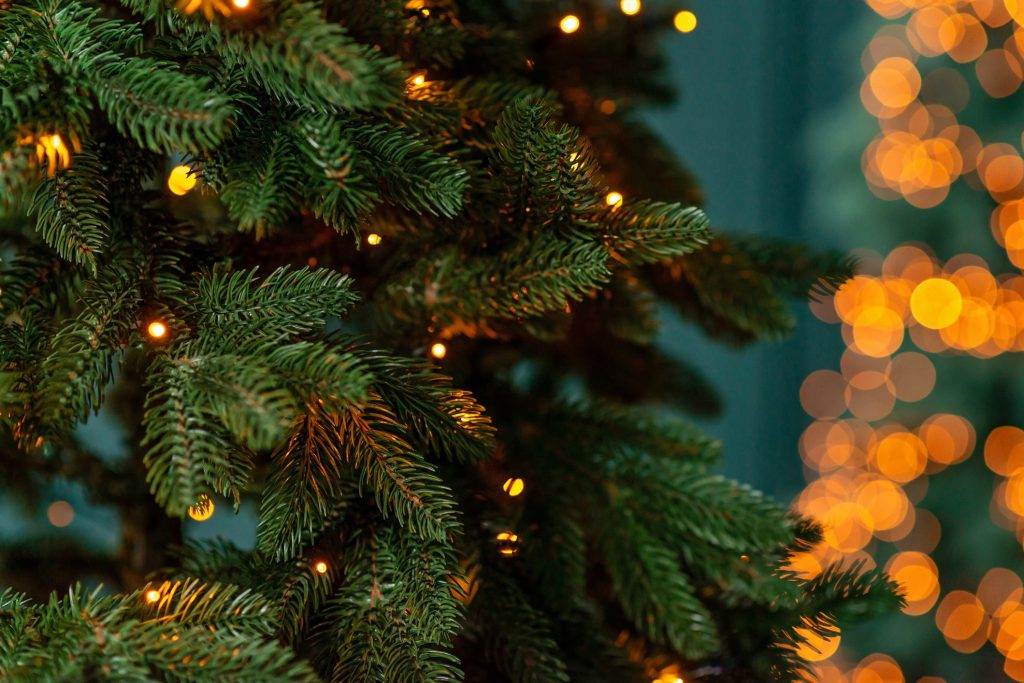 Master the Festive Quest with This Christmas Tree Guide | Texas ...