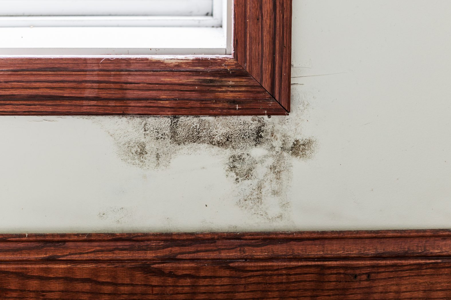 Guide to Spotting & Treating Mold in the Home | Texas Heritage for Living