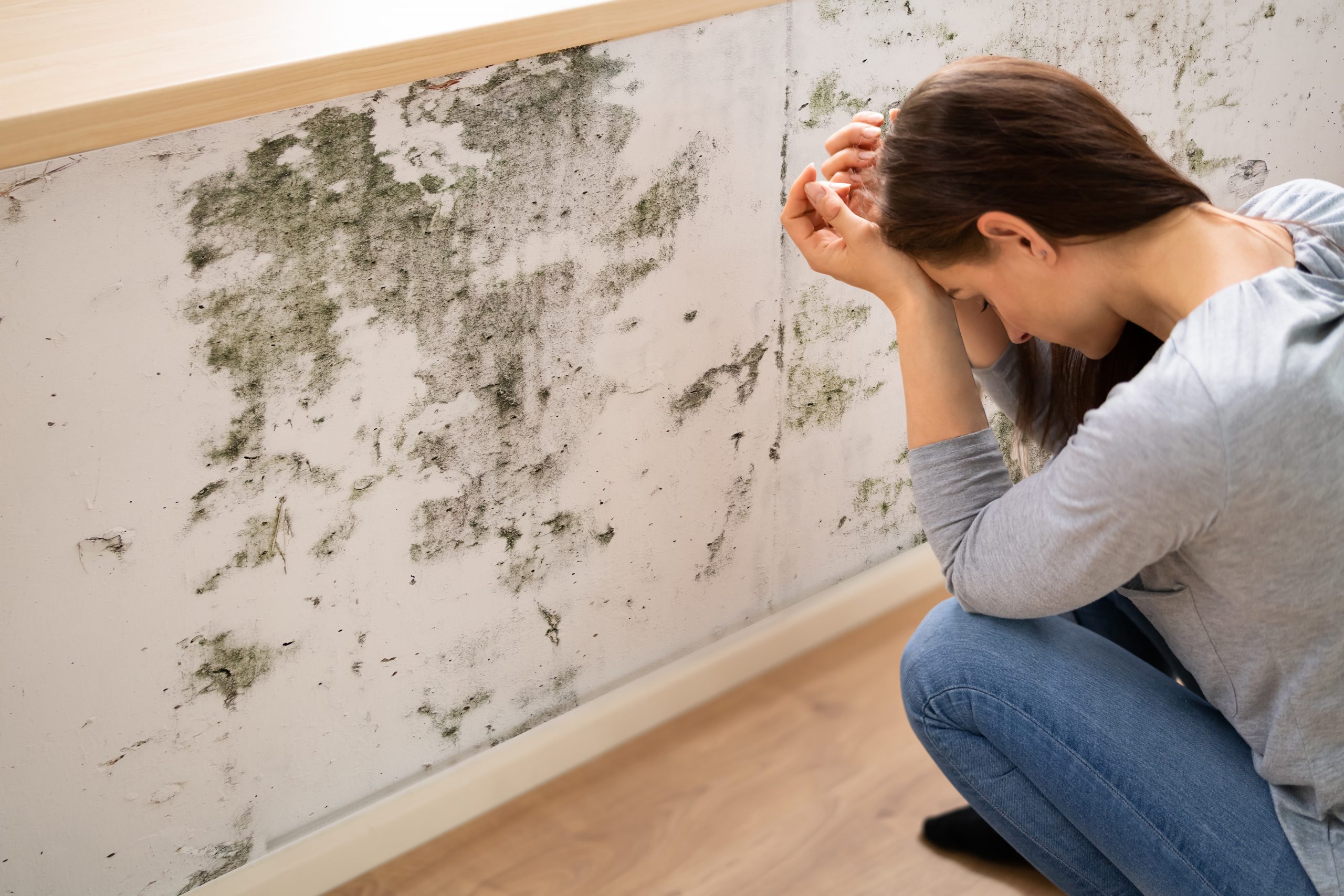 Guide to Spotting & Treating Mold in the Home | Texas Heritage for Living