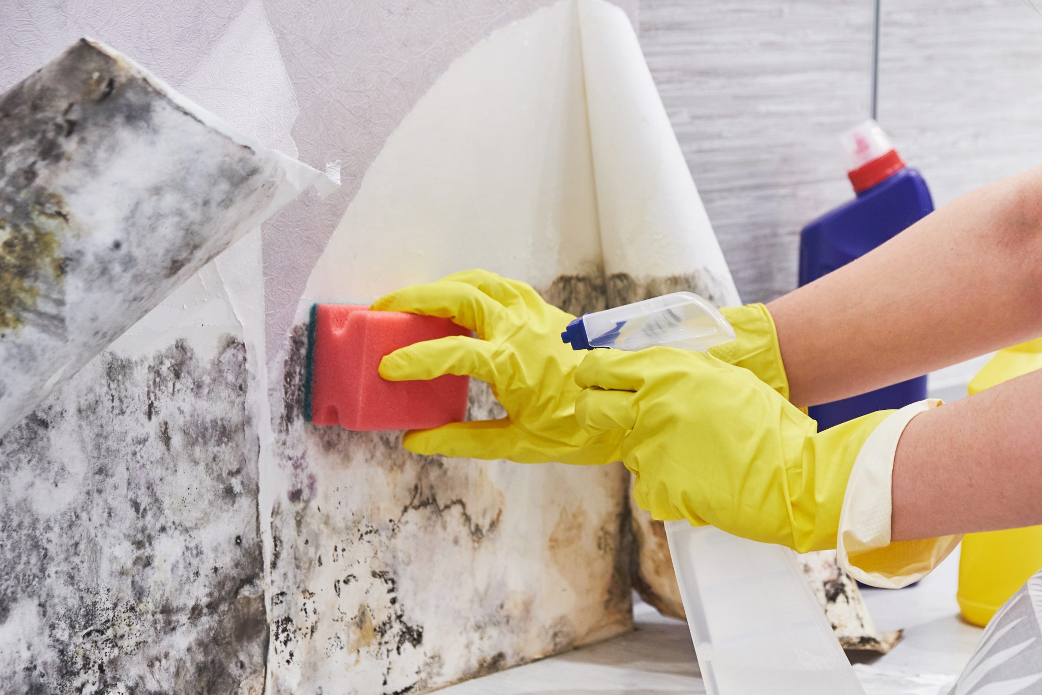 Guide to Spotting & Treating Mold in the Home | Texas Heritage for Living