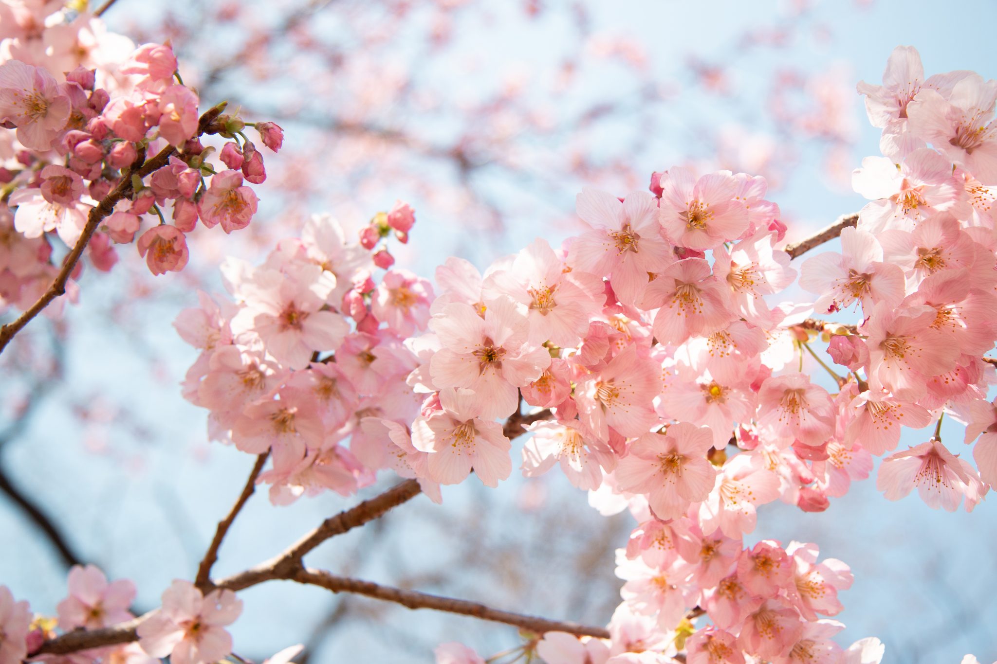 Where to See Cherry Blossoms in Texas | Texas Heritage for Living