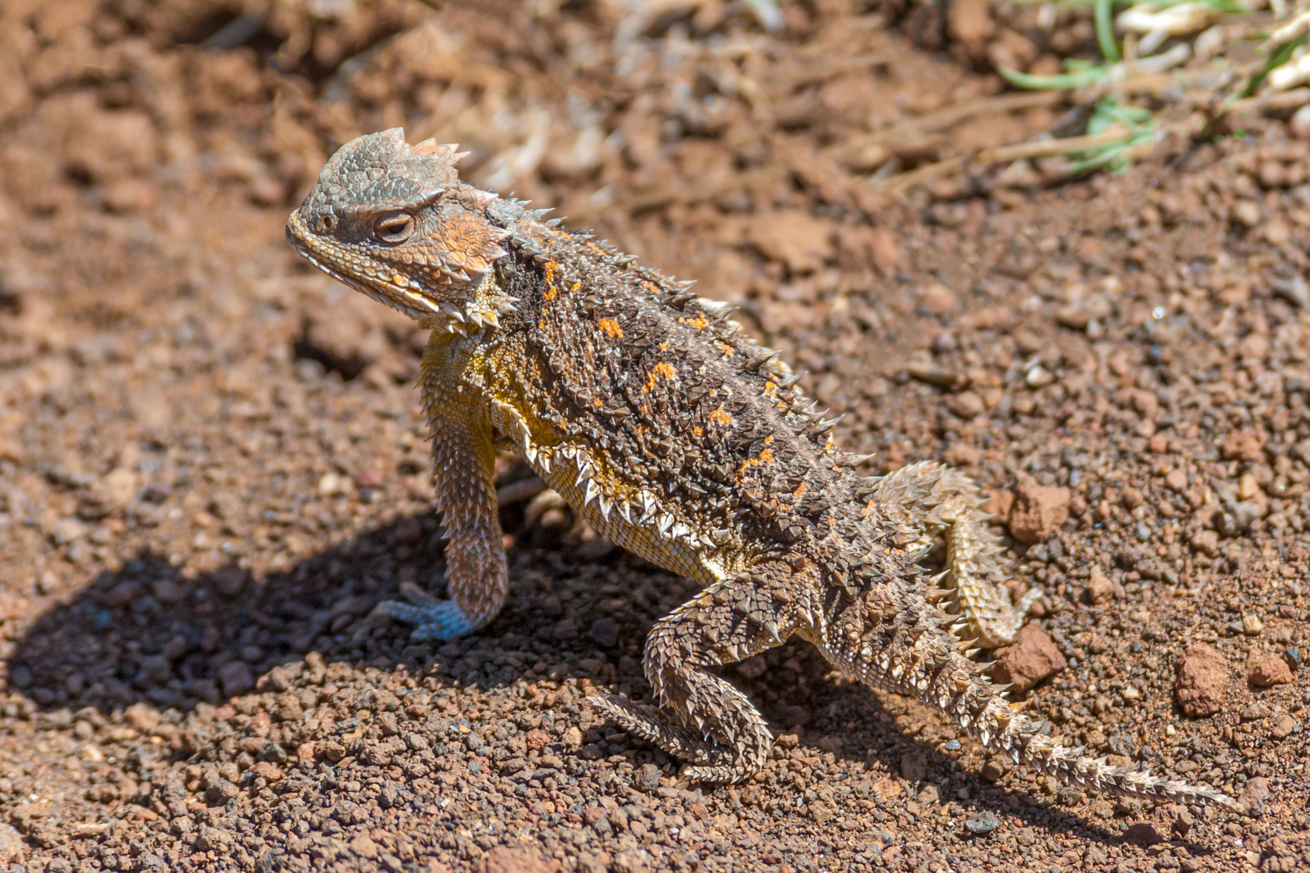 TFBIC-1004-Live-Mascots-HornedFrogs | Texas Heritage for Living