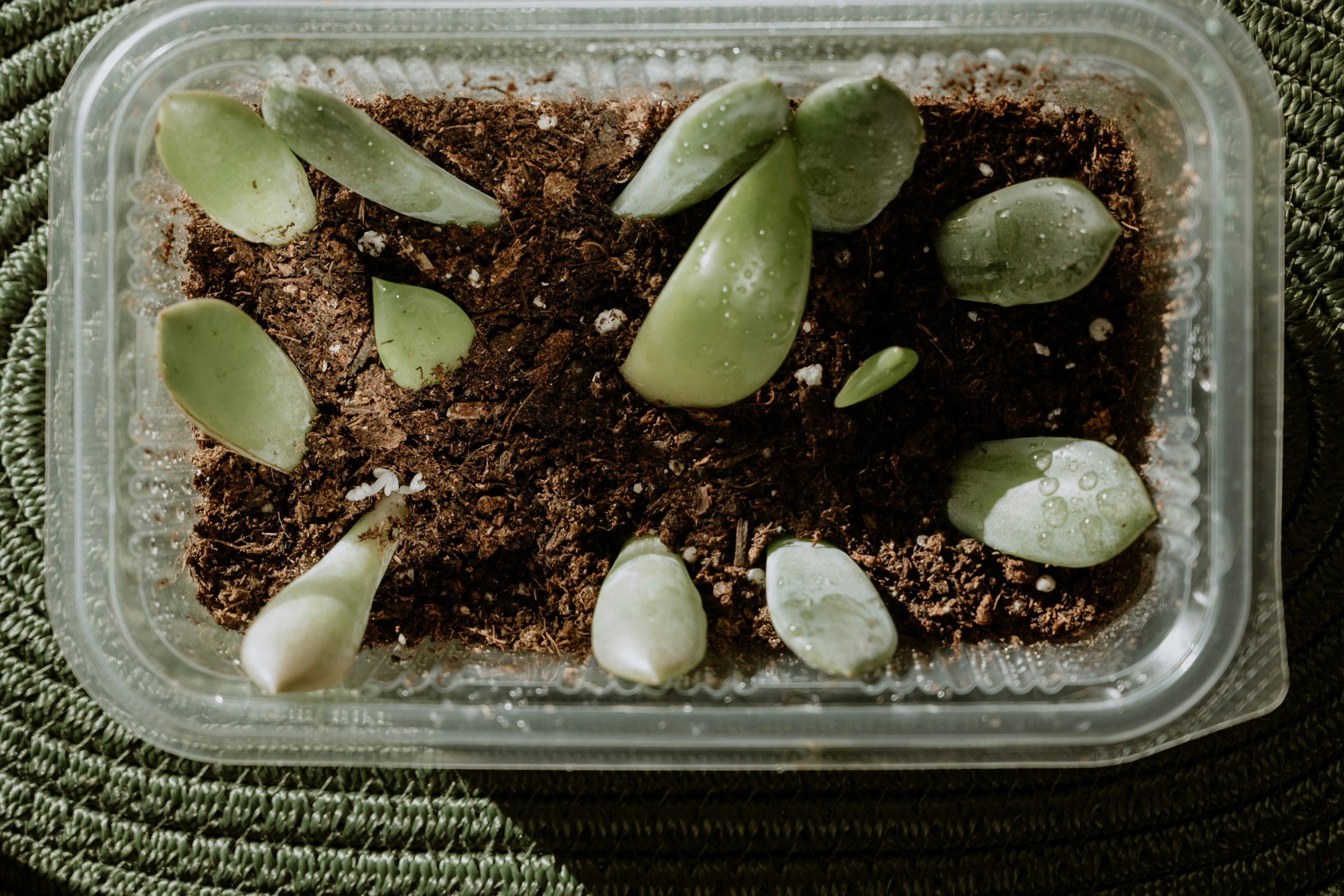 How to Propagate Houseplants | Texas Heritage for Living