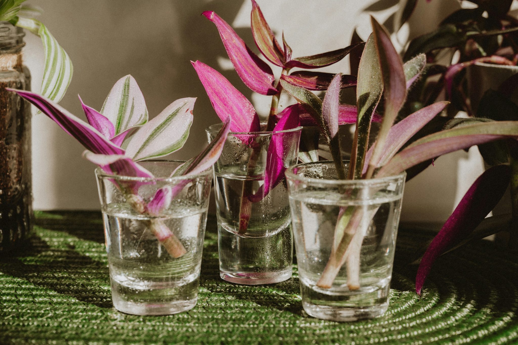 How to Propagate Houseplants | Texas Heritage for Living
