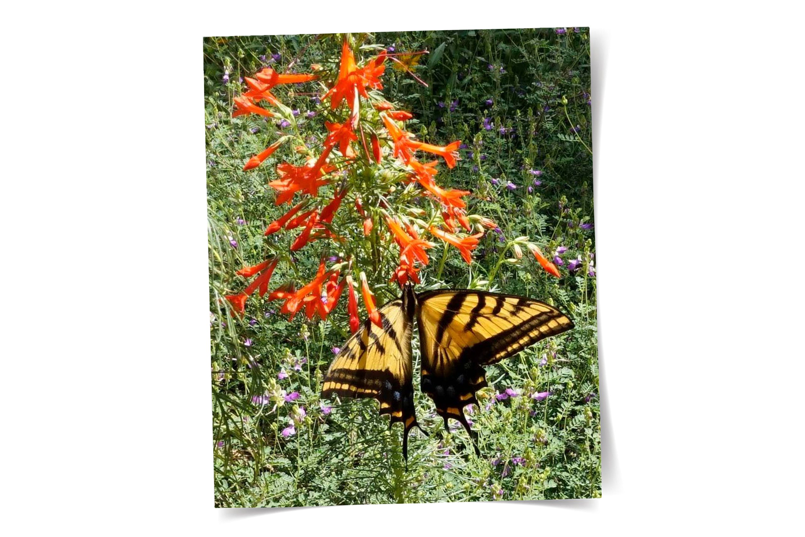 TFBIC-0307-Botanic-Gardens-Riverside-Courtesy-of-Riverside-Nature ...