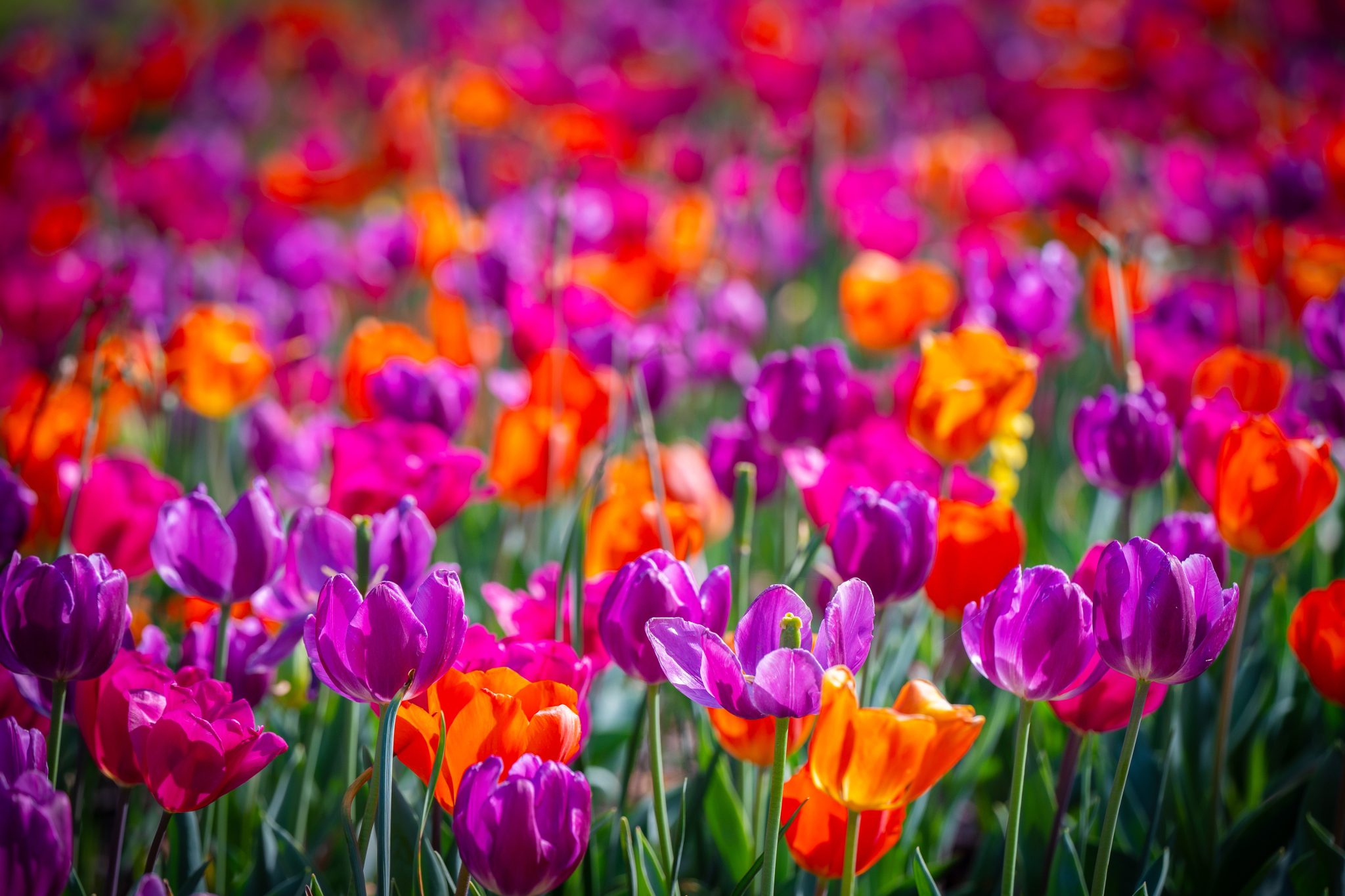 Top 7 Tulip Farms in Texas | Texas Heritage for Living