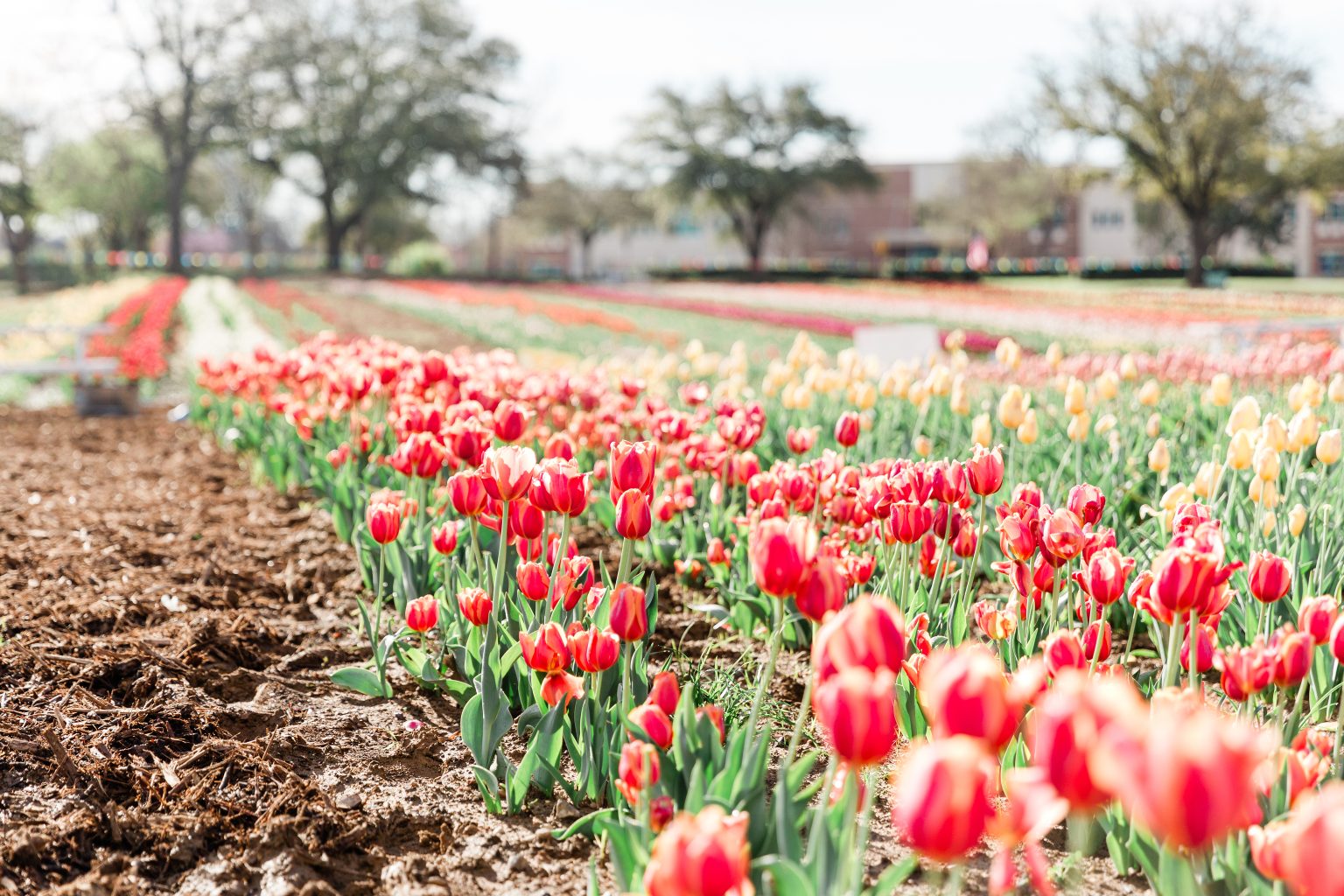Top 7 Tulip Farms in Texas | Texas Heritage for Living