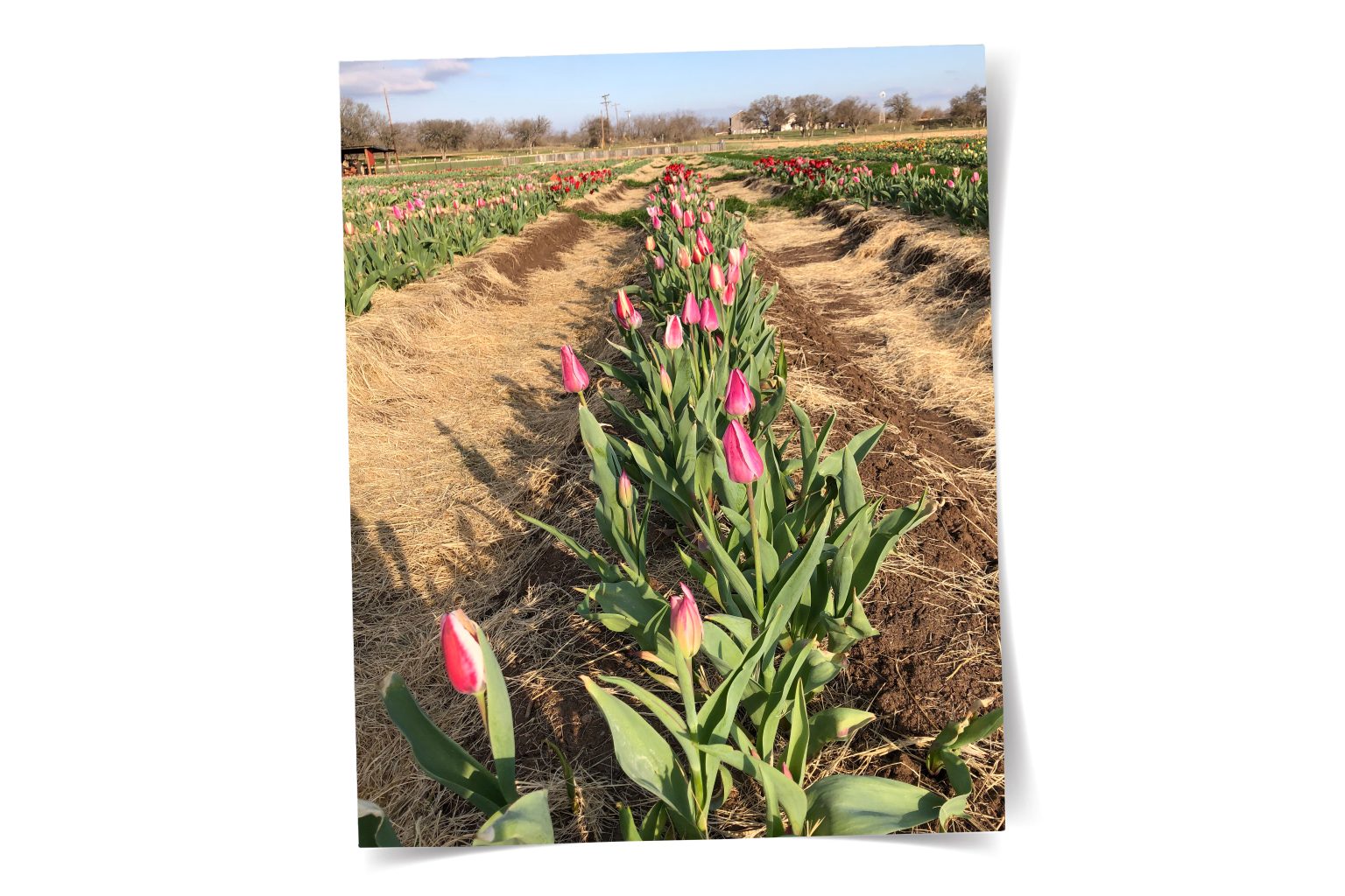 Top 7 Tulip Farms in Texas | Texas Heritage for Living