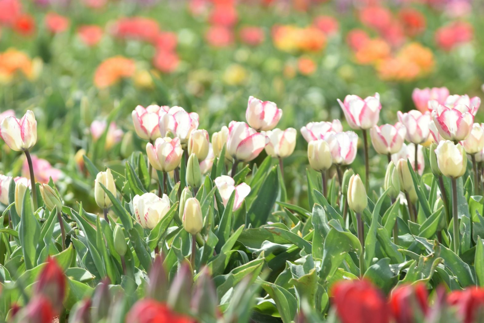 Top 7 Tulip Farms in Texas | Texas Heritage for Living
