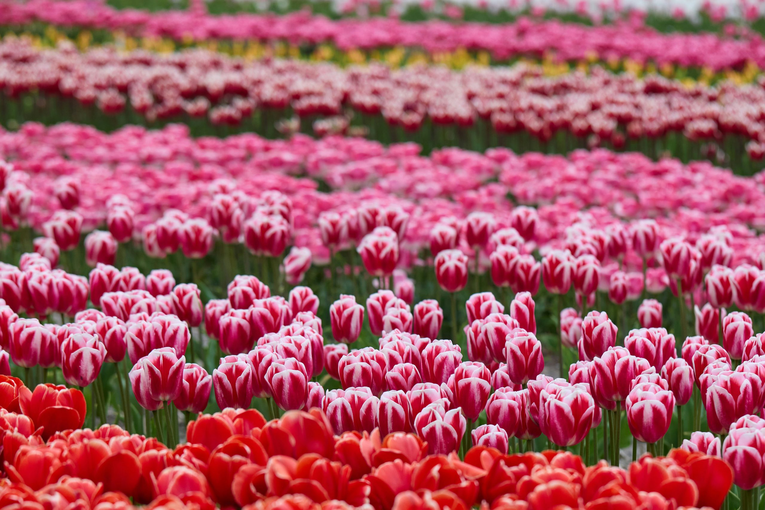 TFBIC-0309-Tulip-Farms-Tulips-03 | Texas Heritage for Living