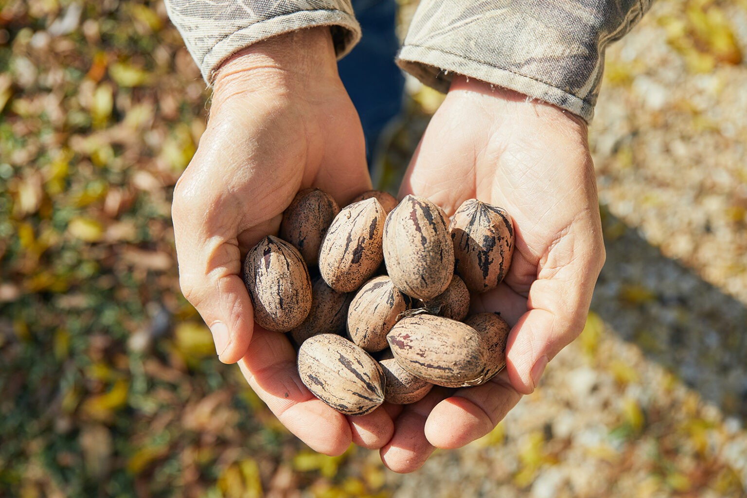 When Are Pecans In Season
